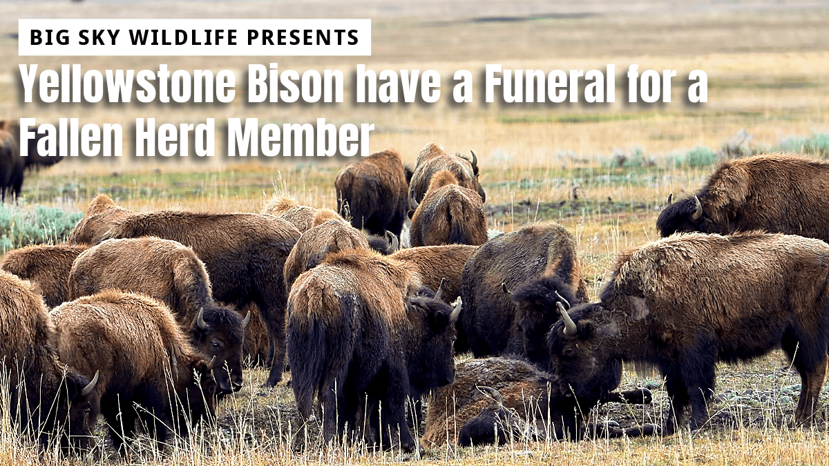 Yellowstone Bison Have a Funeral for a Fallen Herd Member - Big Sky ...