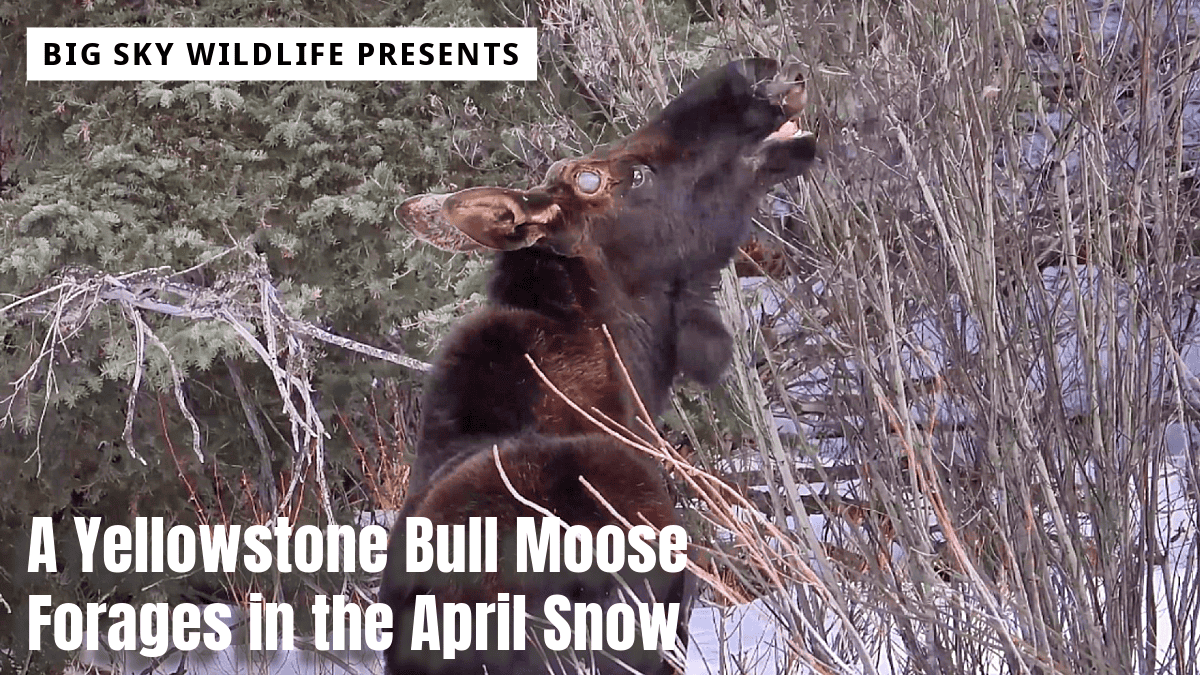 Bull Moose with Shed Antlers/Paddles Forages in the April Snow - Big ...