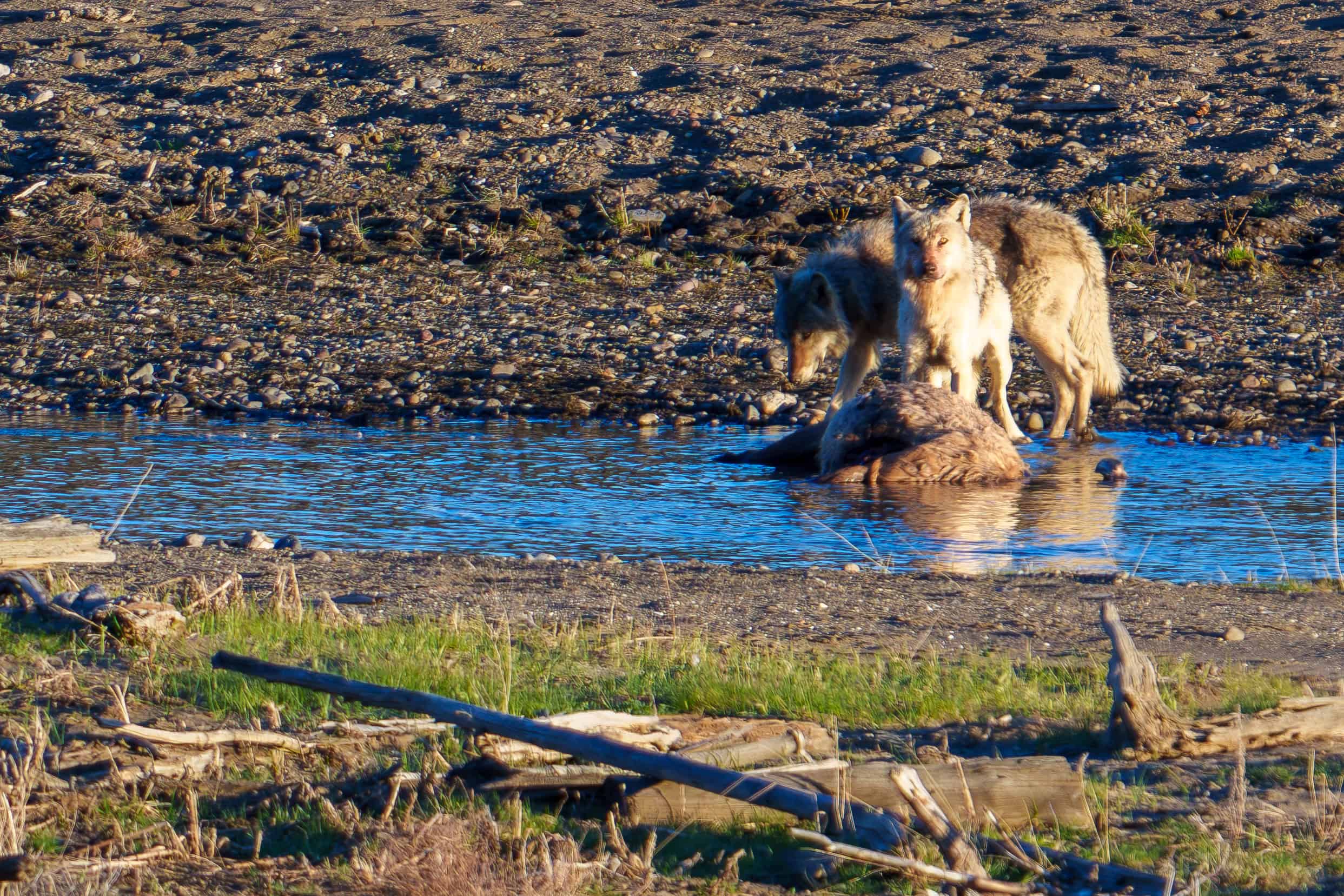 Two Yellowstone Wolves at an Elk Carcass in the Lamar River - Big Sky ...