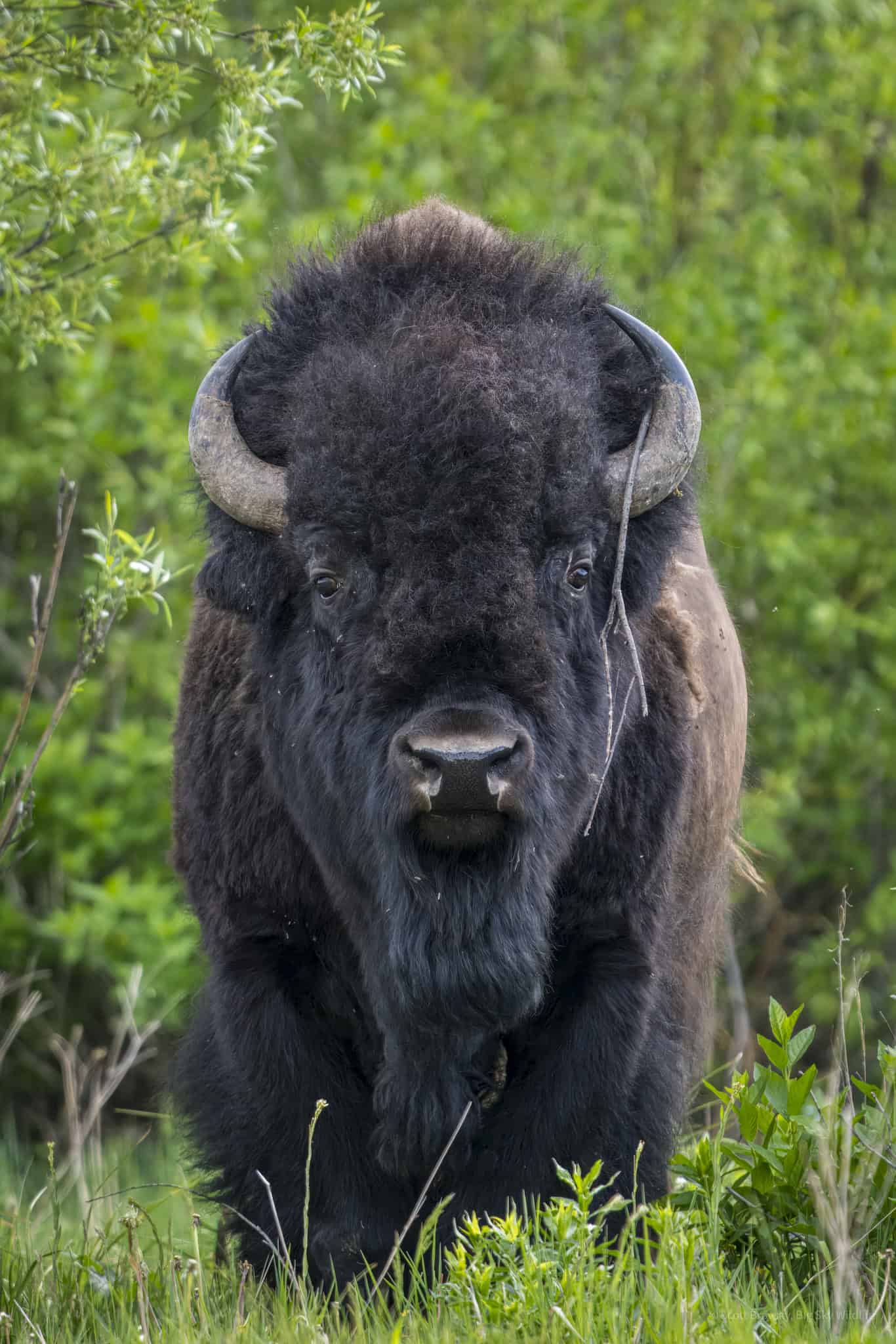 A Bison Bull Comes Out of the Willows - Big Sky Wildlife