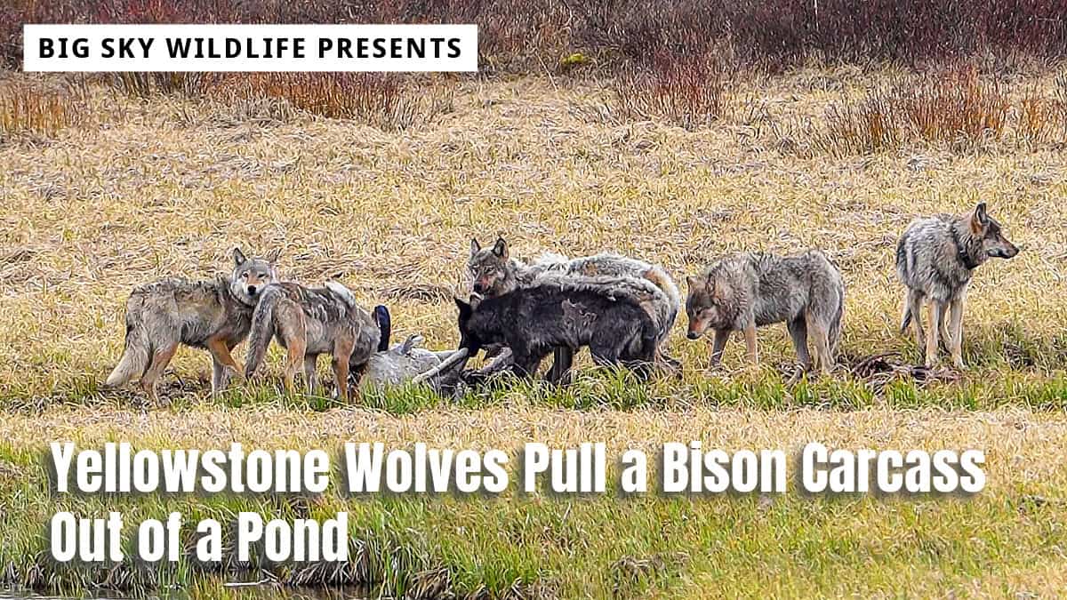 The rarely seen 8 Mile wolf pack feeds on a winter kill Bison carcass ...