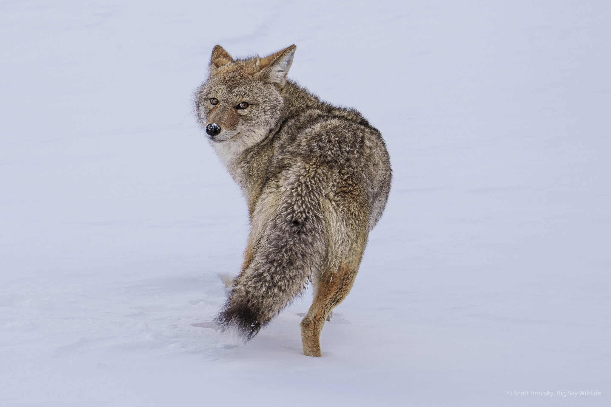 Coyote Looks Back - Big Sky Wildlife