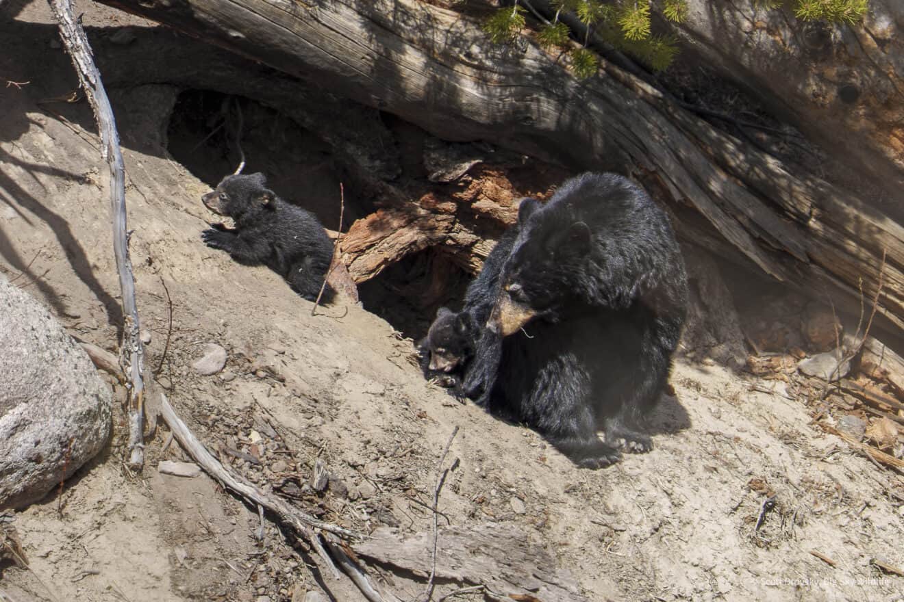 Black Bear Cubs Explore Outside Their Den - Big Sky Wildlife