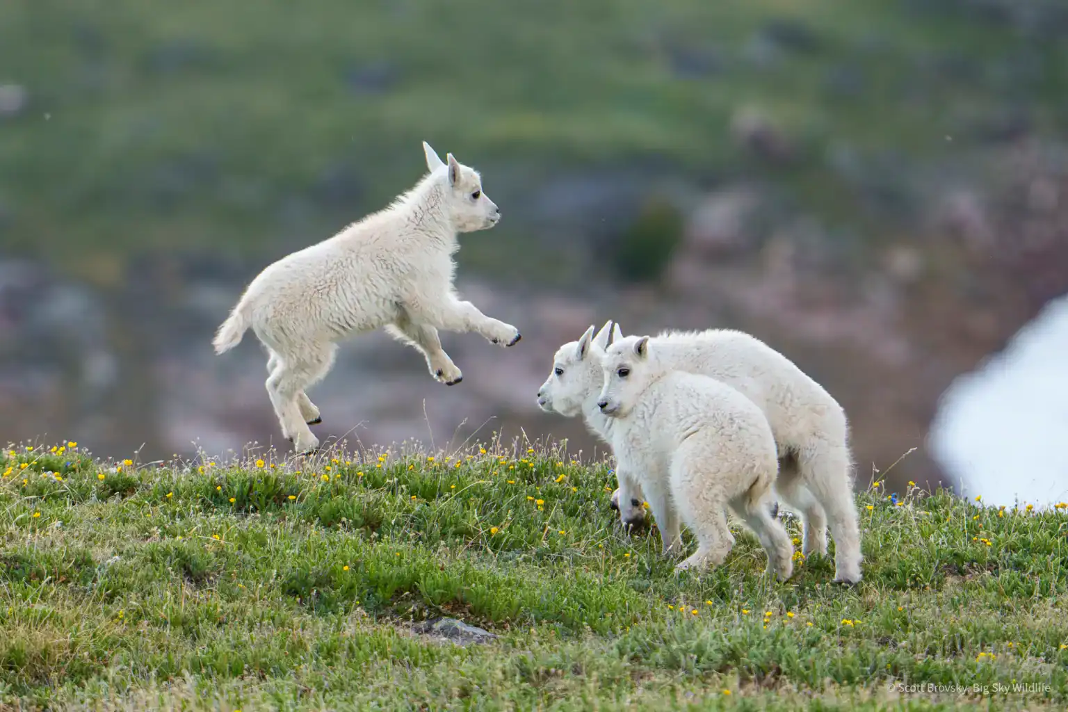 Baby Mountain Goats at Play - Big Sky Wildlife